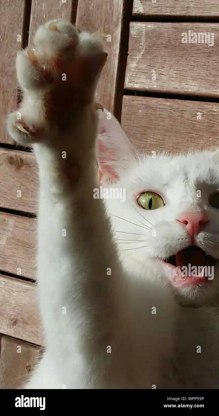Domestic cat paw and mouth hi-res stock photography and images - Alamy