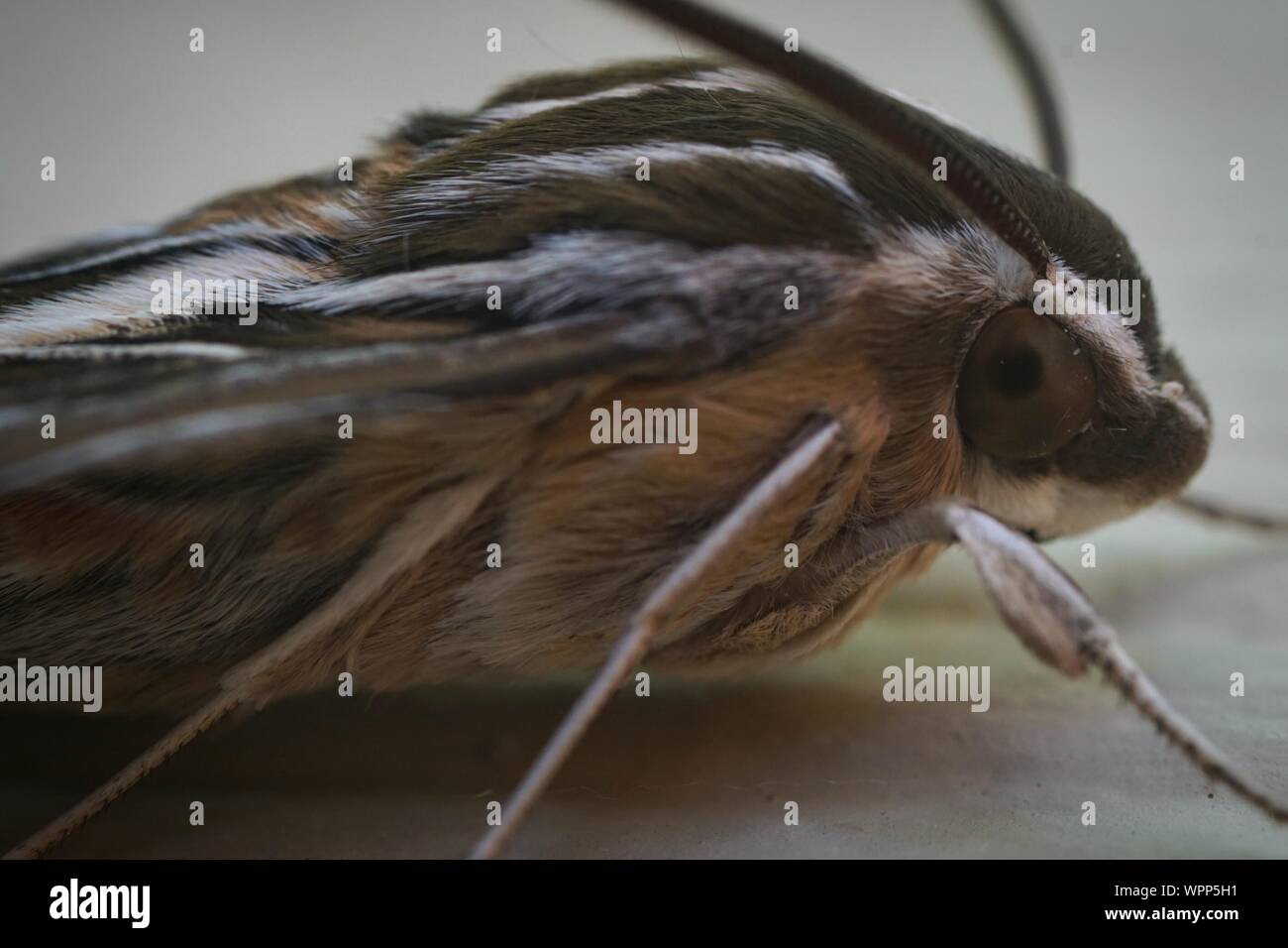 Moth leg hi-res stock photography and images - Alamy