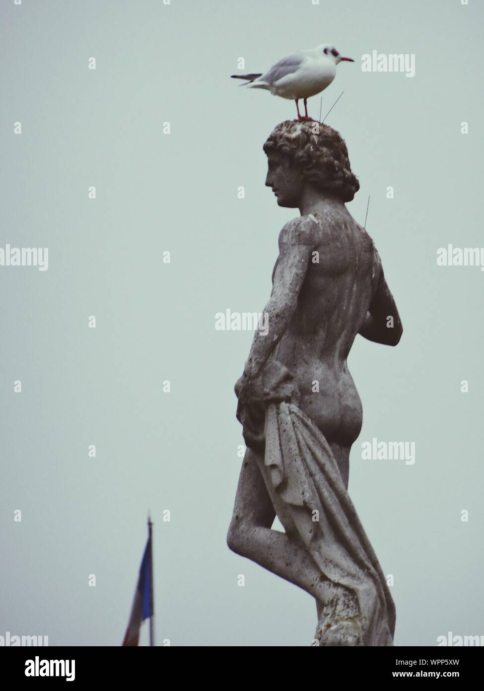 Seagull and statue hi-res stock photography and images - Alamy