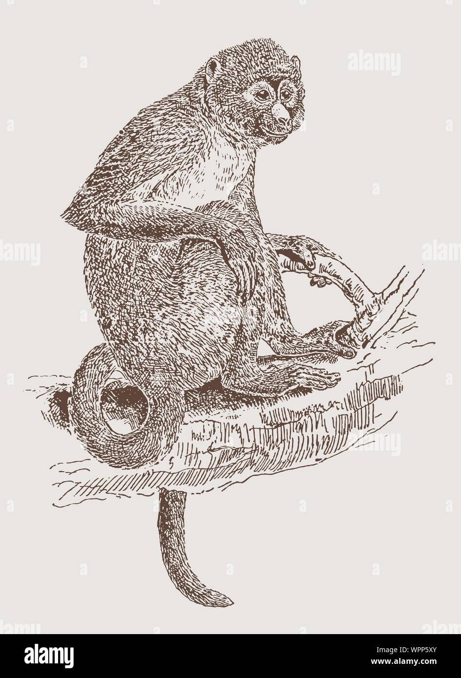 Greater spot-nosed or putty-nosed monkey (cercopithecus nictitans ...