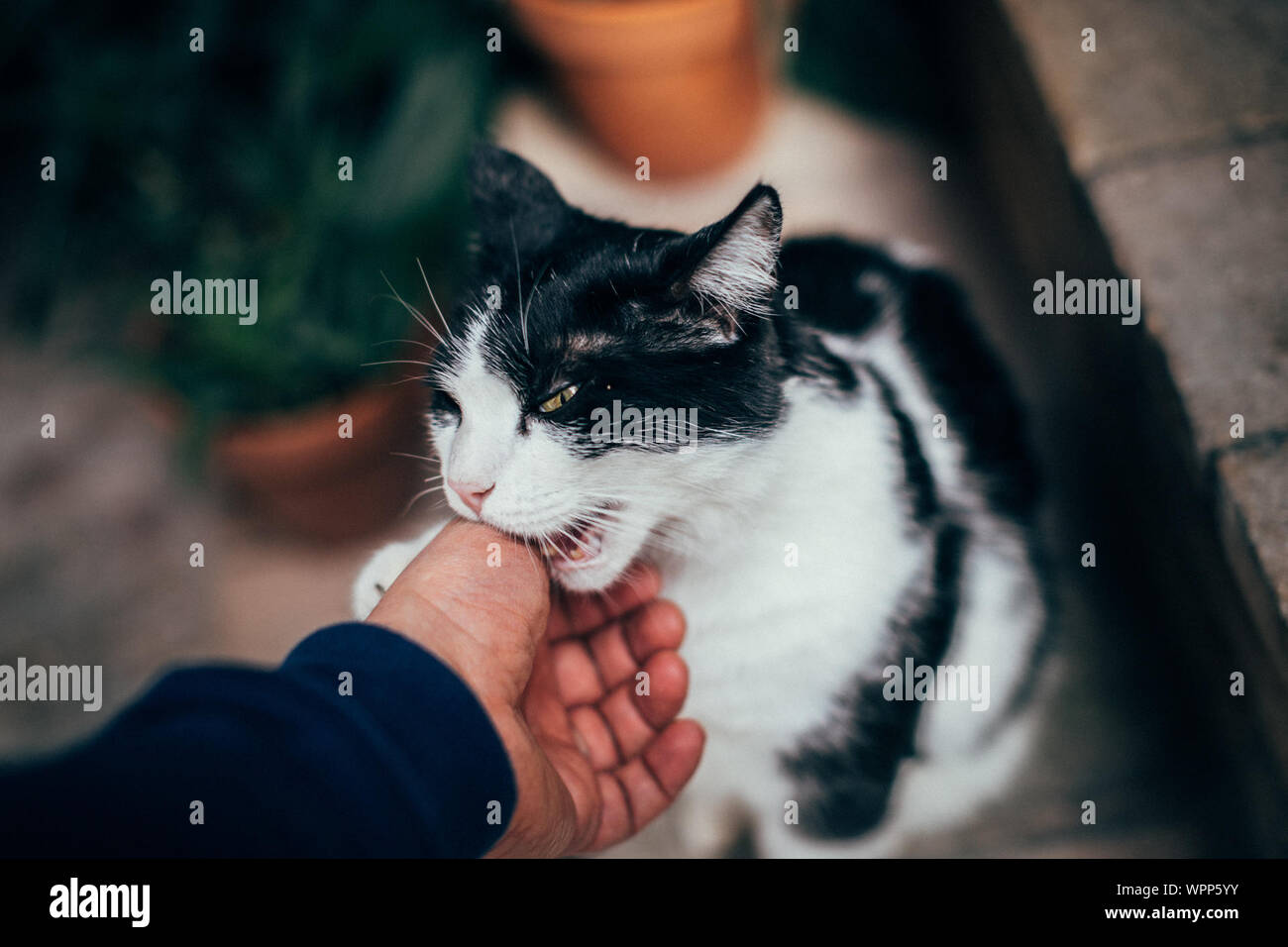 Cat biting human hi-res stock photography and images - Alamy