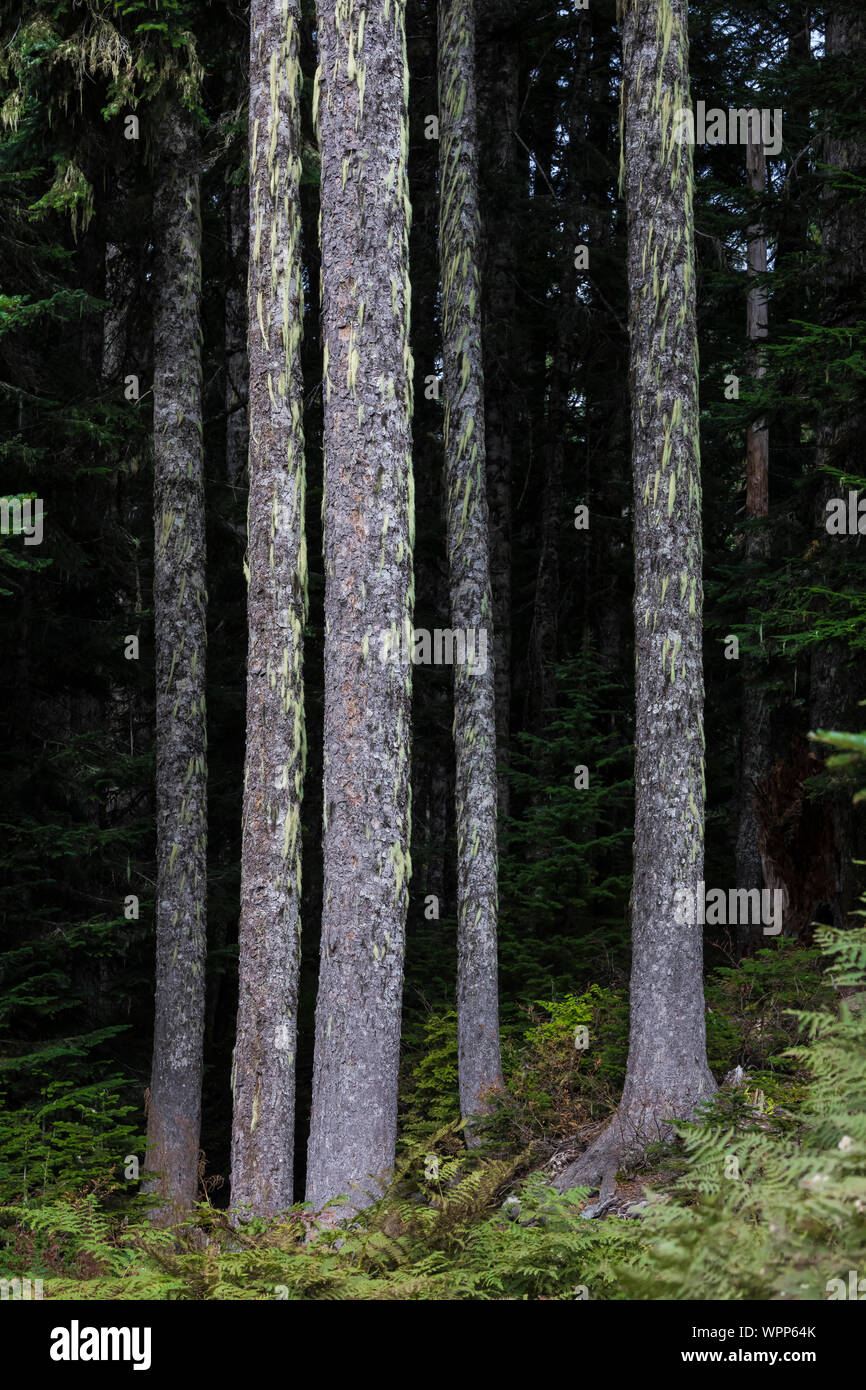 Fir trees, Abies, sp., along the Snow Lake Trail leading into the ...