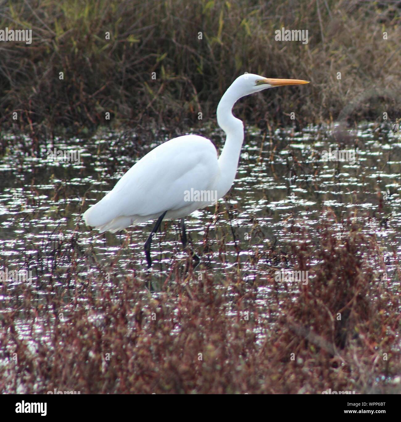 Walking crane hi-res stock photography and images - Alamy
