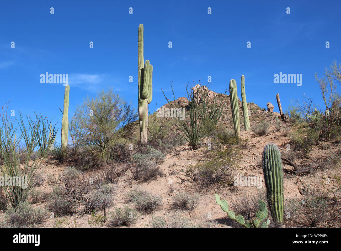 A desert mountainside landscape with Saguaro Cacti, Prickly Pear ...