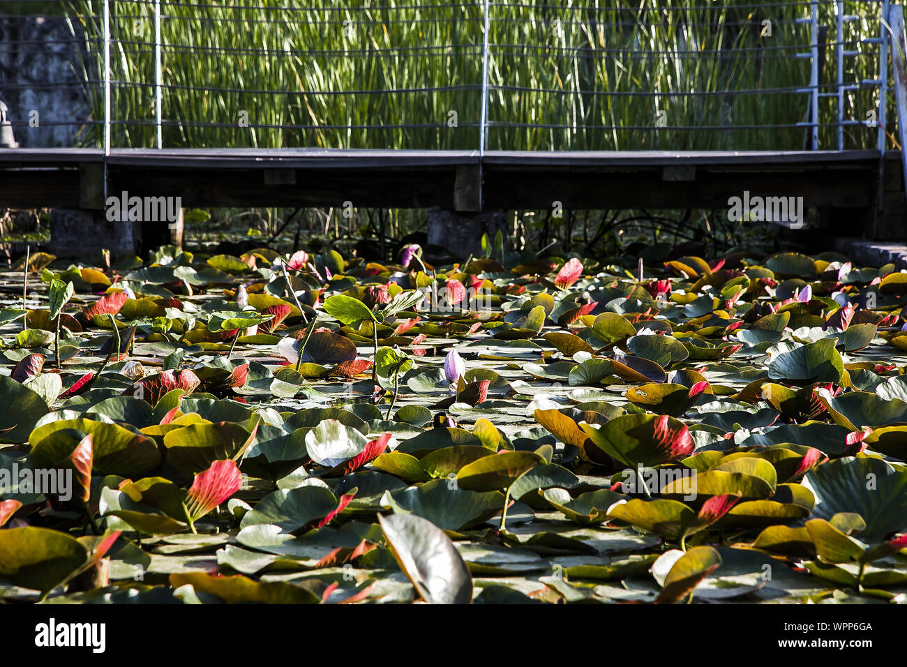 Plants growing water river hi-res stock photography and images - Alamy