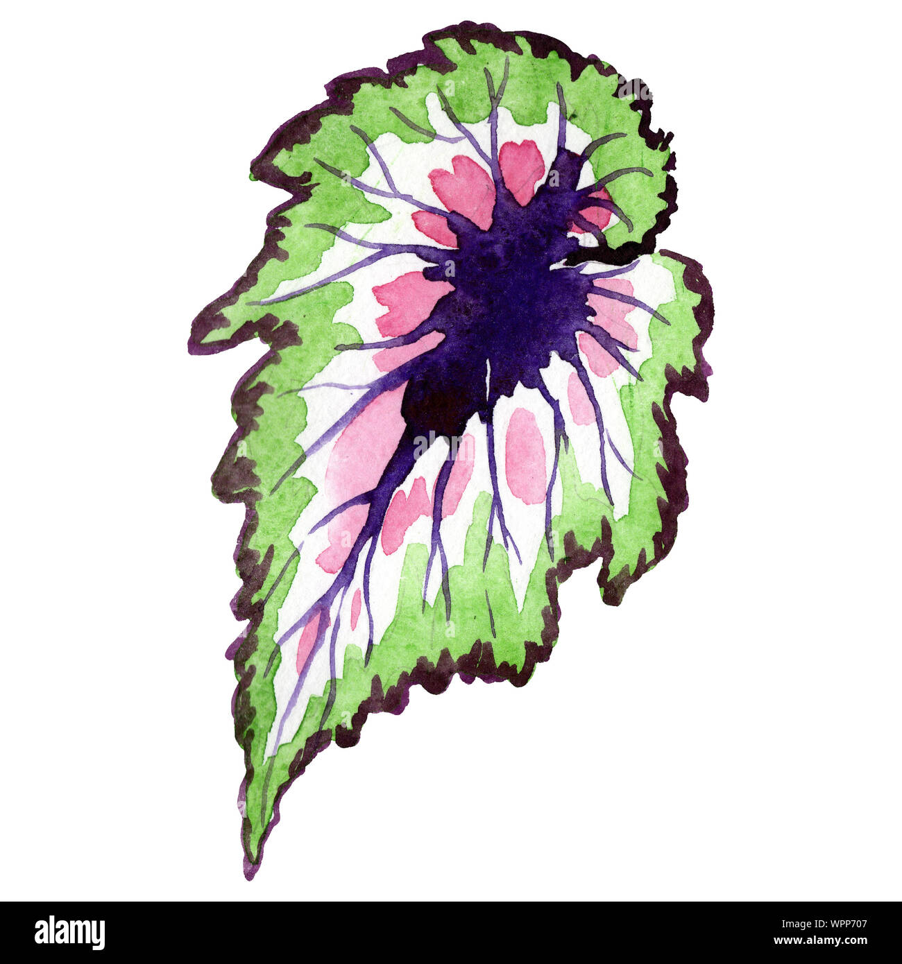 Begonia nautilus floral botanical flower. Watercolor background set ...