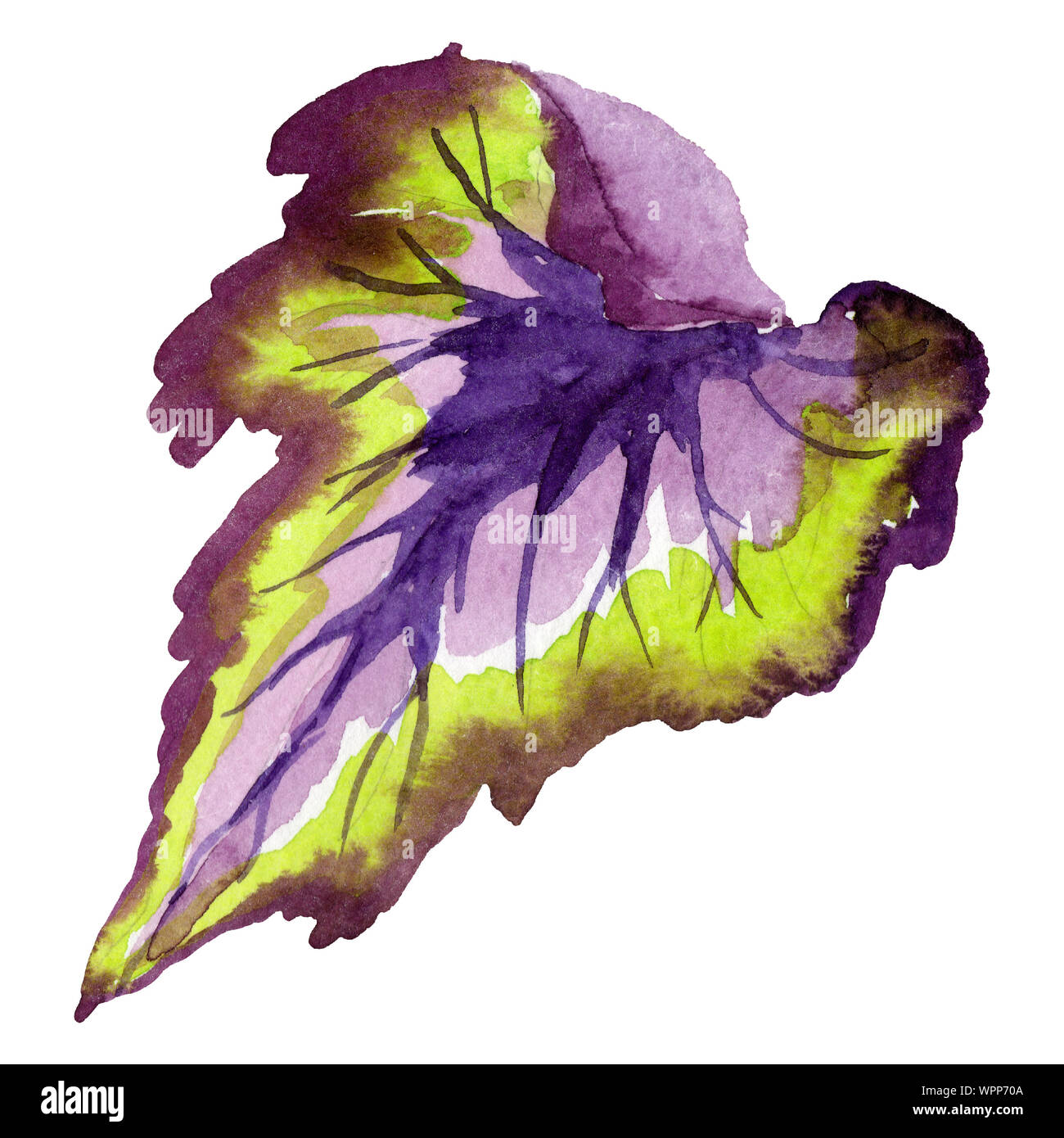 Begonia nautilus floral botanical flower. Watercolor background set ...