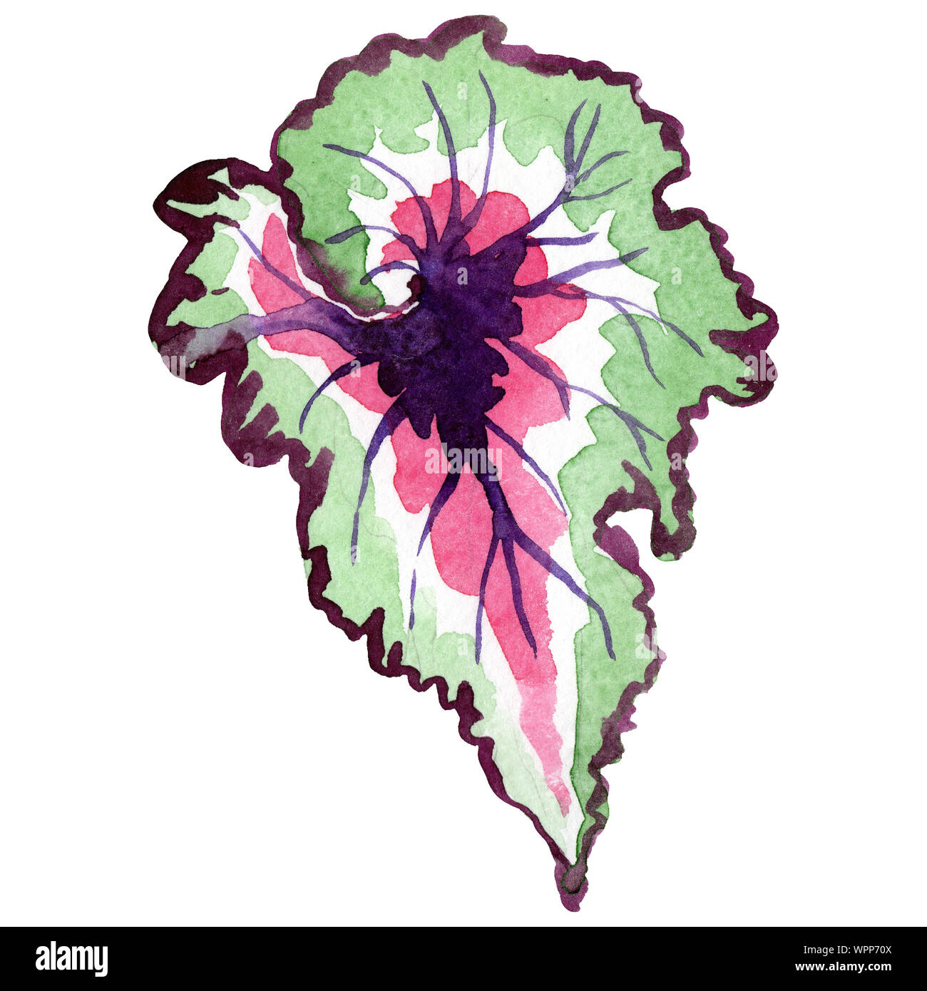 Begonia nautilus floral botanical flower. Watercolor background set ...