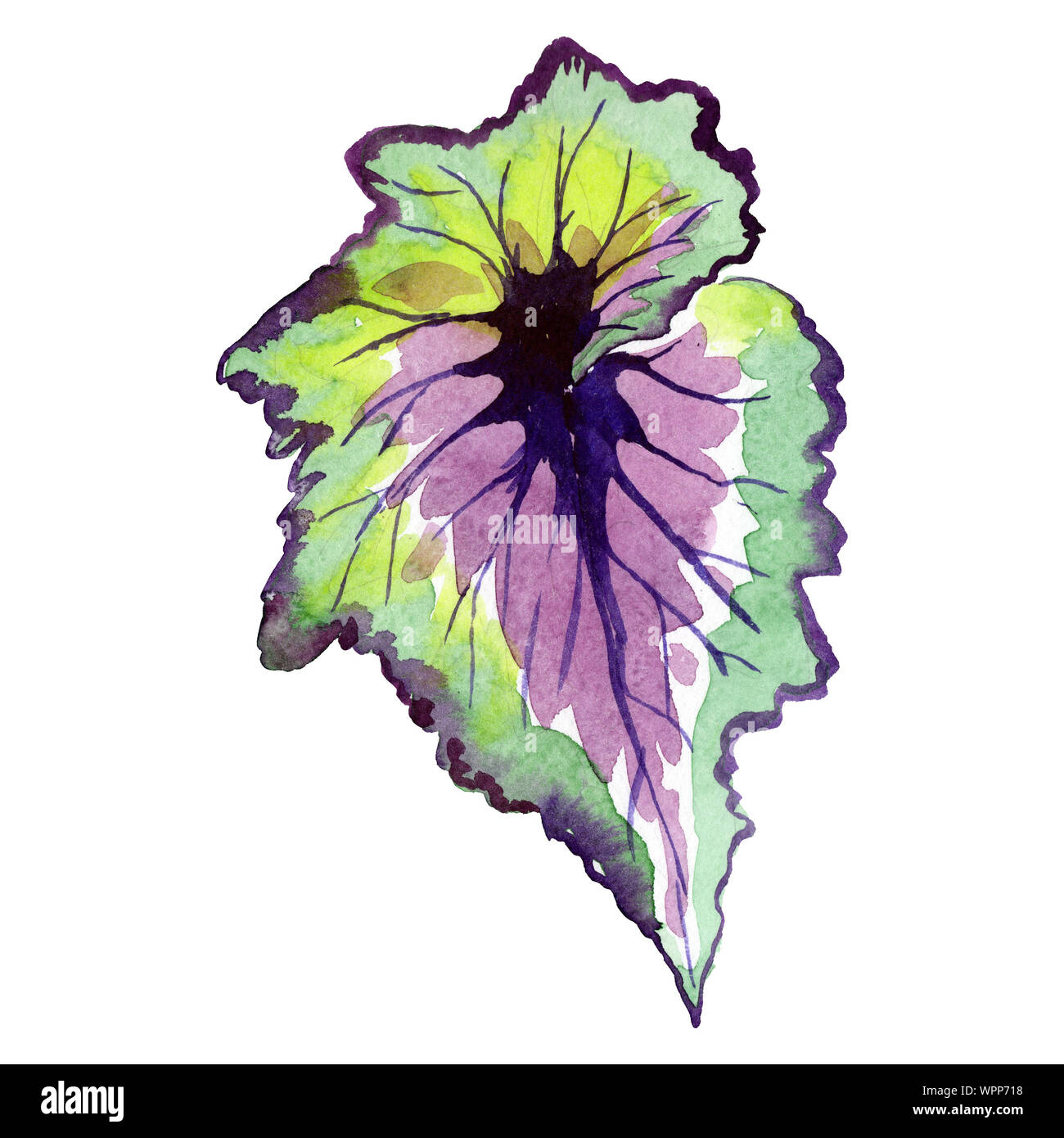 Begonia nautilus floral botanical flower. Watercolor background set ...