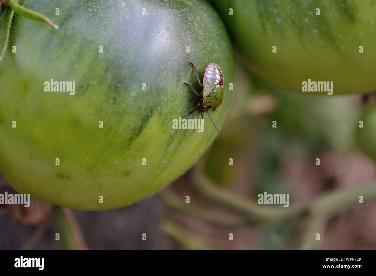 Insect on green tomato,Southern green stink bug, Nezara-viridula Stock ...