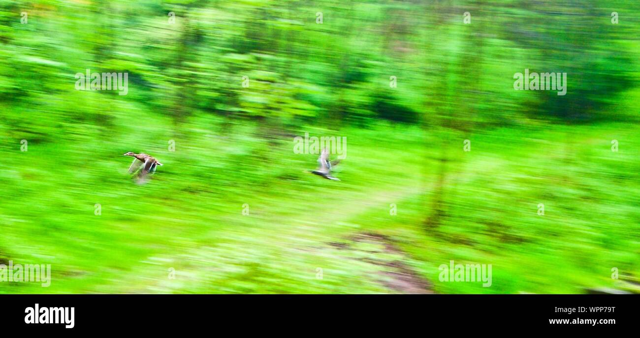 Birds flying shot hi-res stock photography and images - Alamy