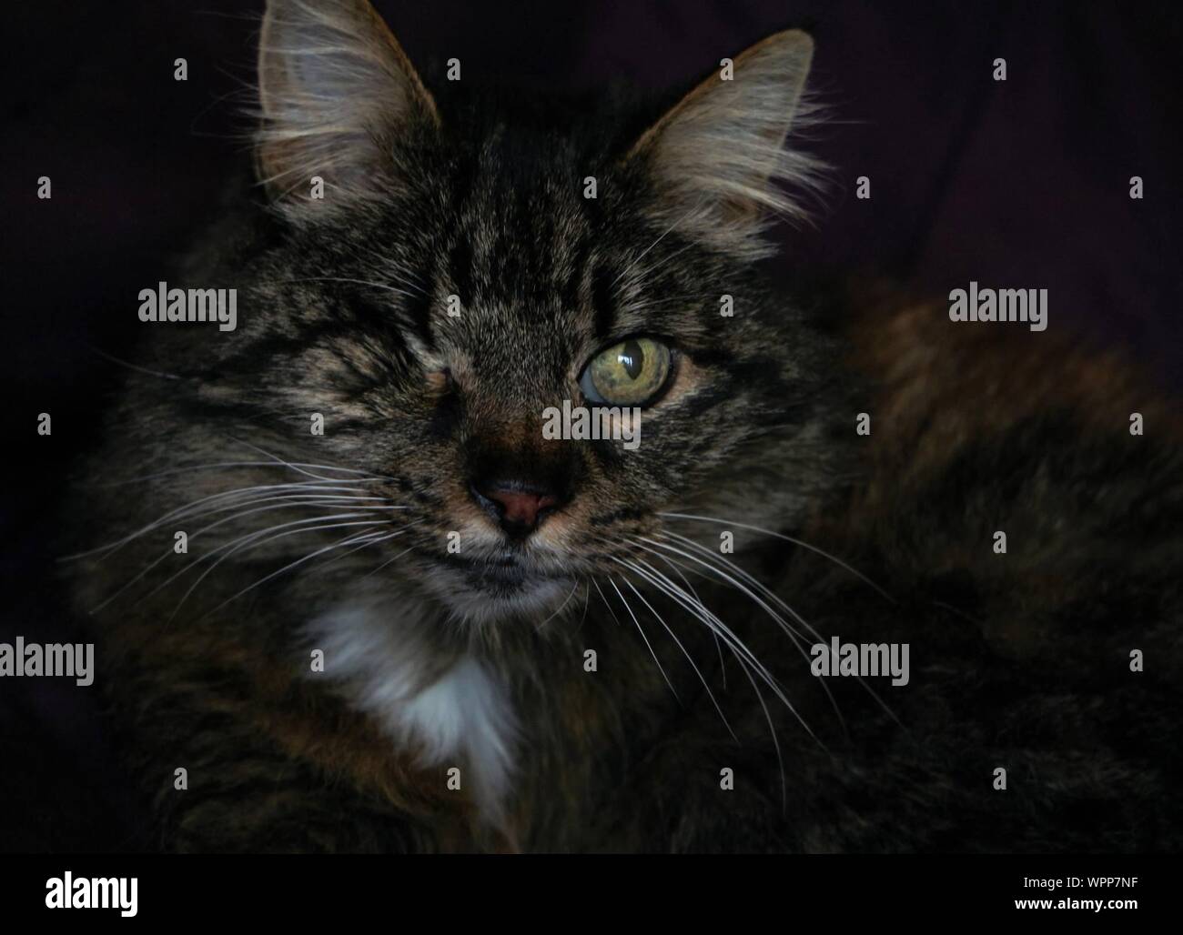 Animals winking hi-res stock photography and images - Alamy