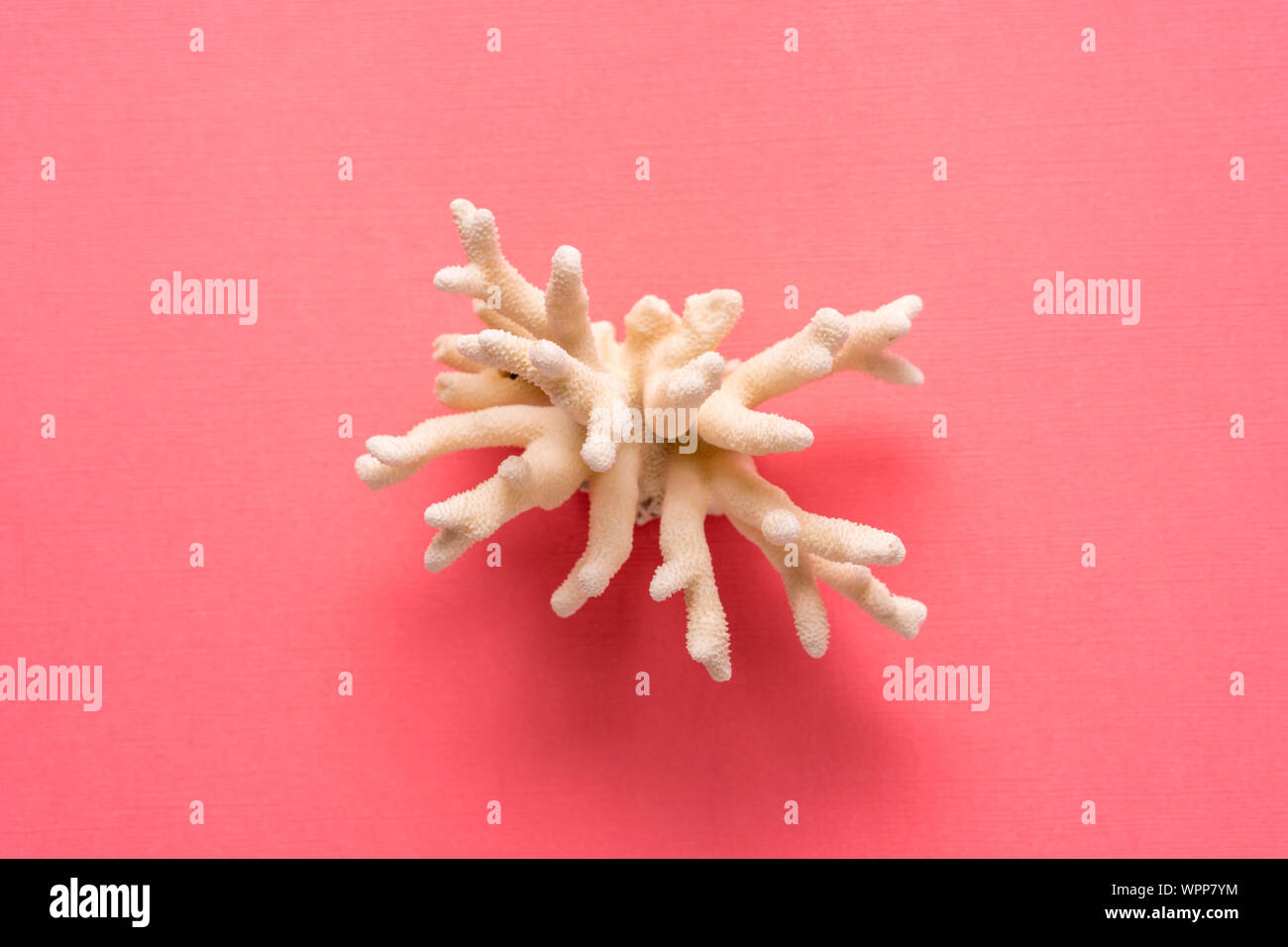 Front view a Coral isolated on pastel colors paper background Stock ...