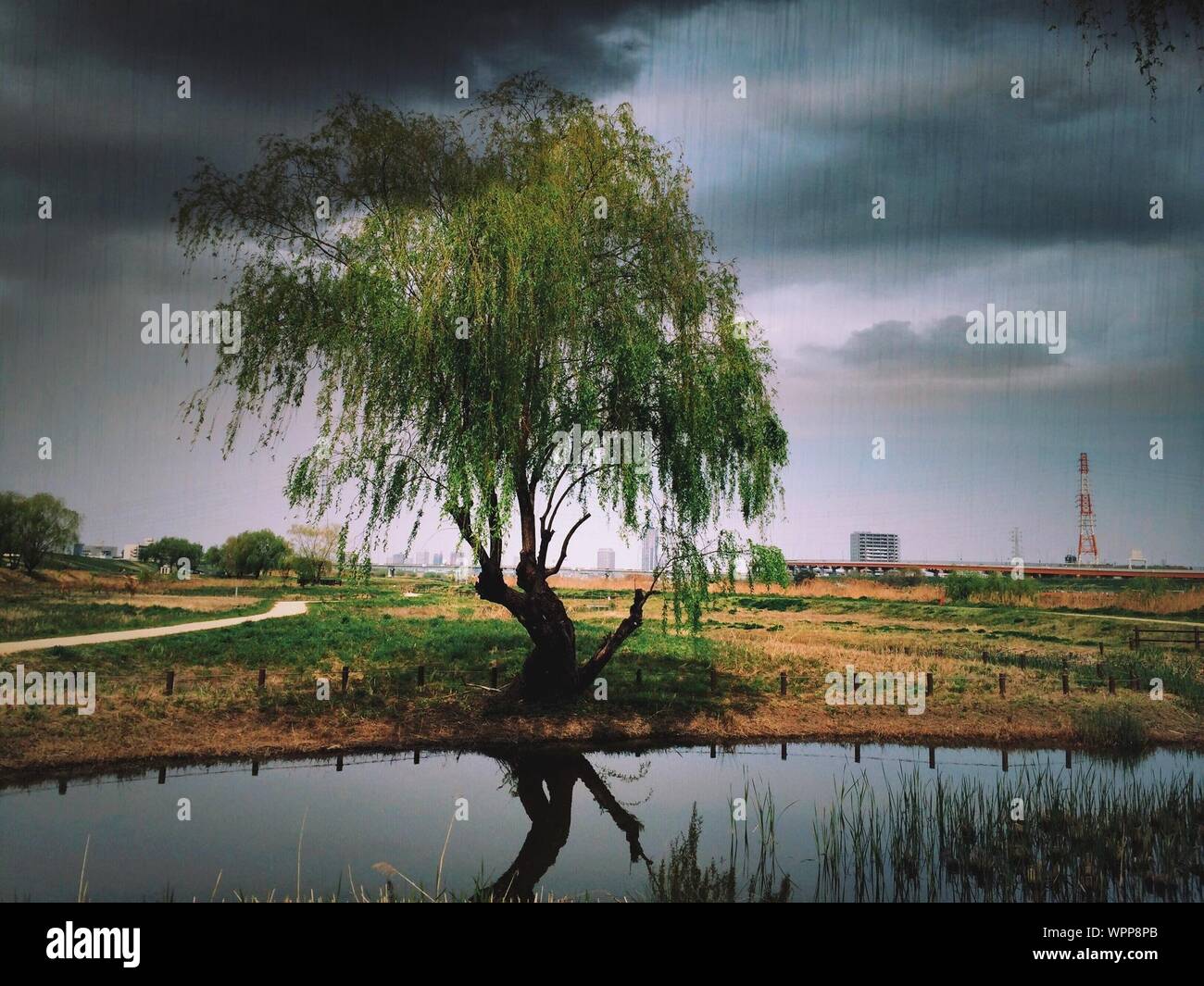 Willow in the rain hi-res stock photography and images - Alamy