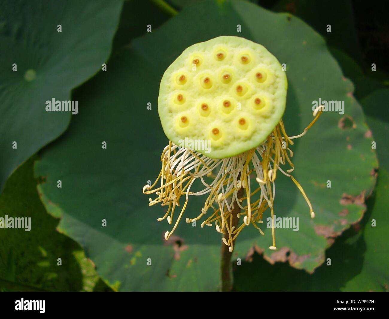 Lotus seed pod hi-res stock photography and images - Alamy