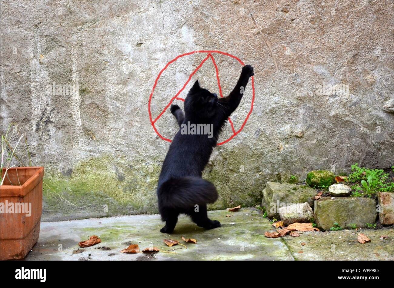 Black Cat Rearing Up On Wall Stock Photo - Alamy
