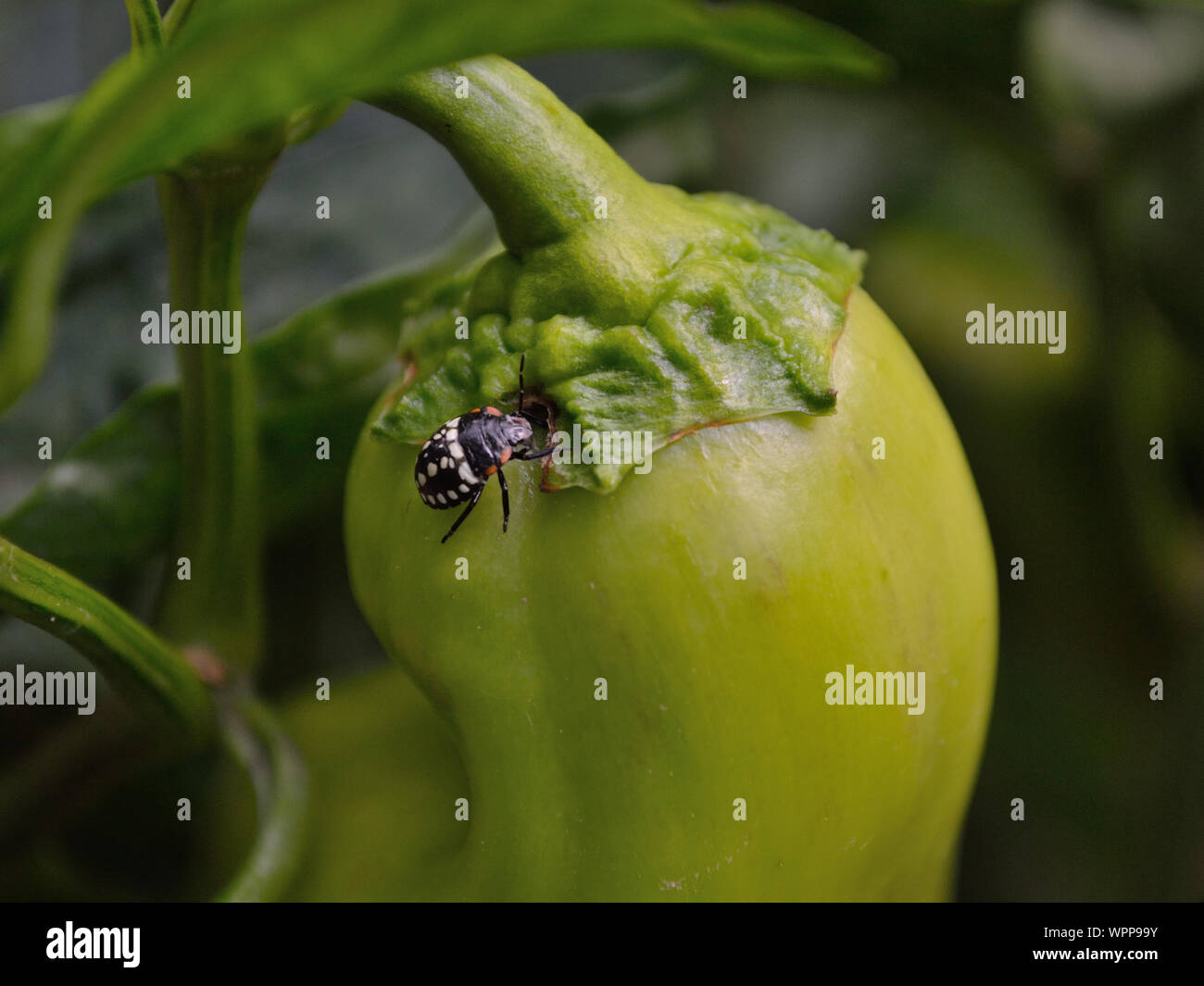 Insect on bell pepper,Southern green stink bug, Nezara-viridula Stock ...