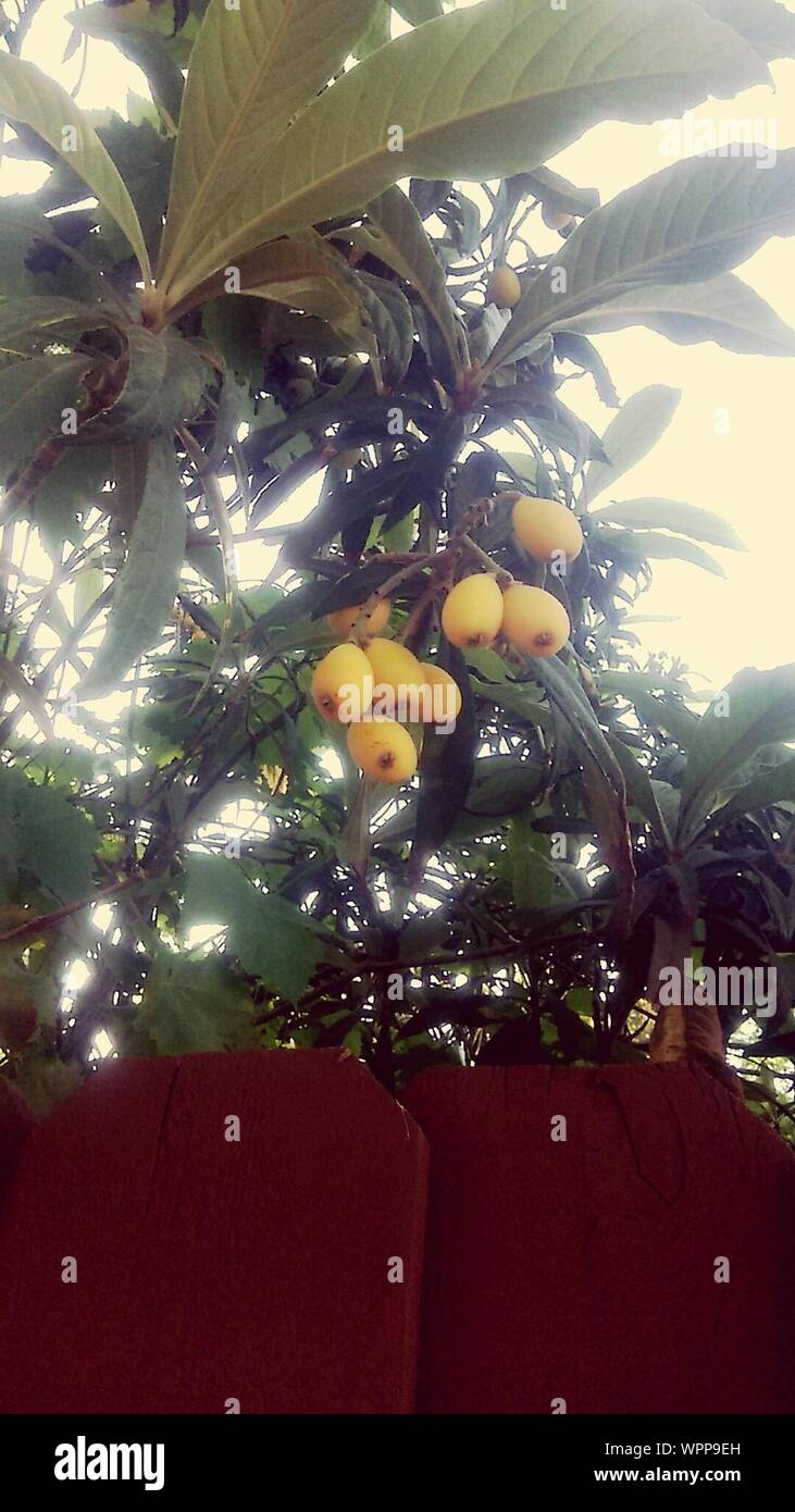 Sapote tree hi-res stock photography and images - Alamy