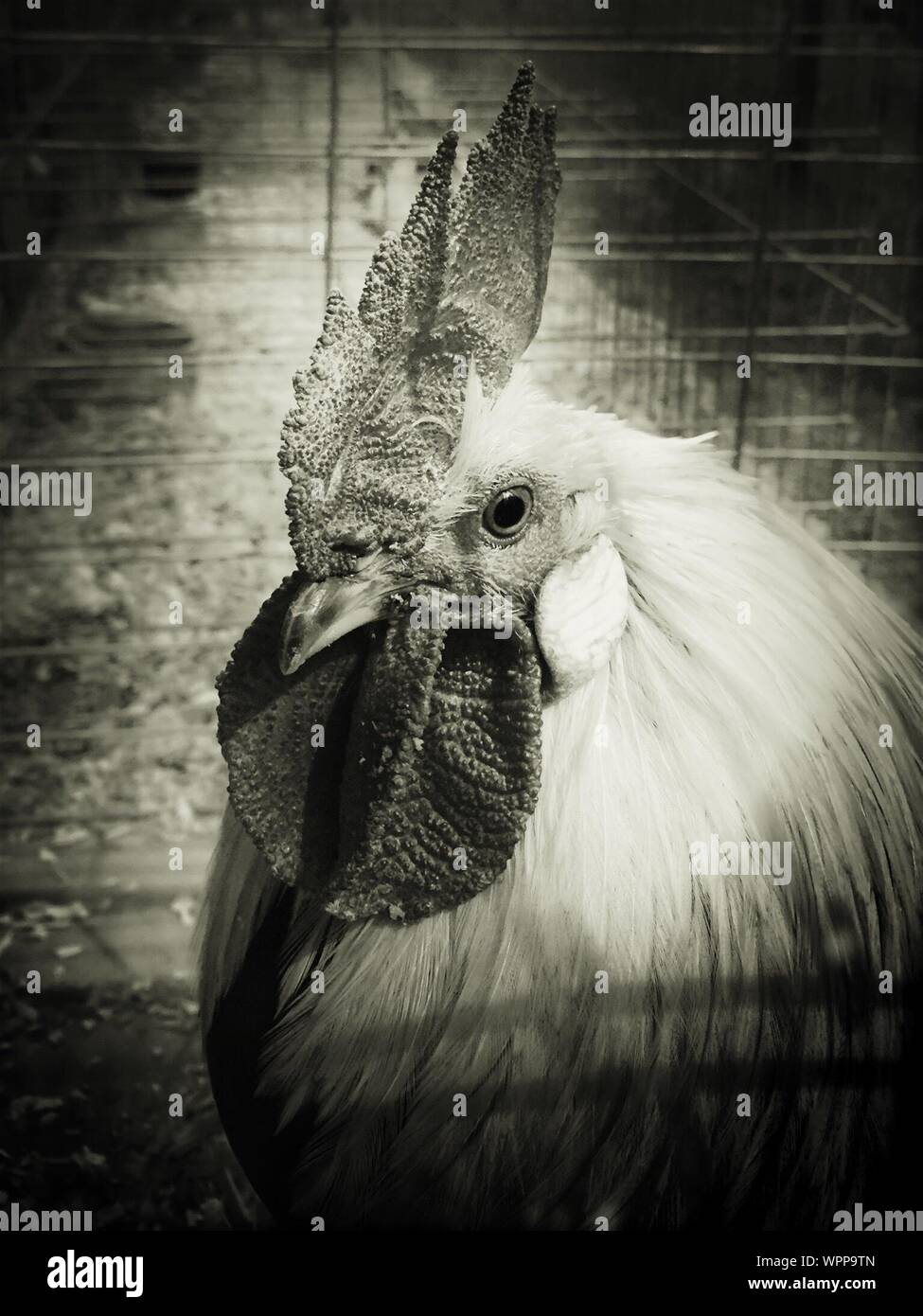 Rooster front view hi-res stock photography and images - Alamy