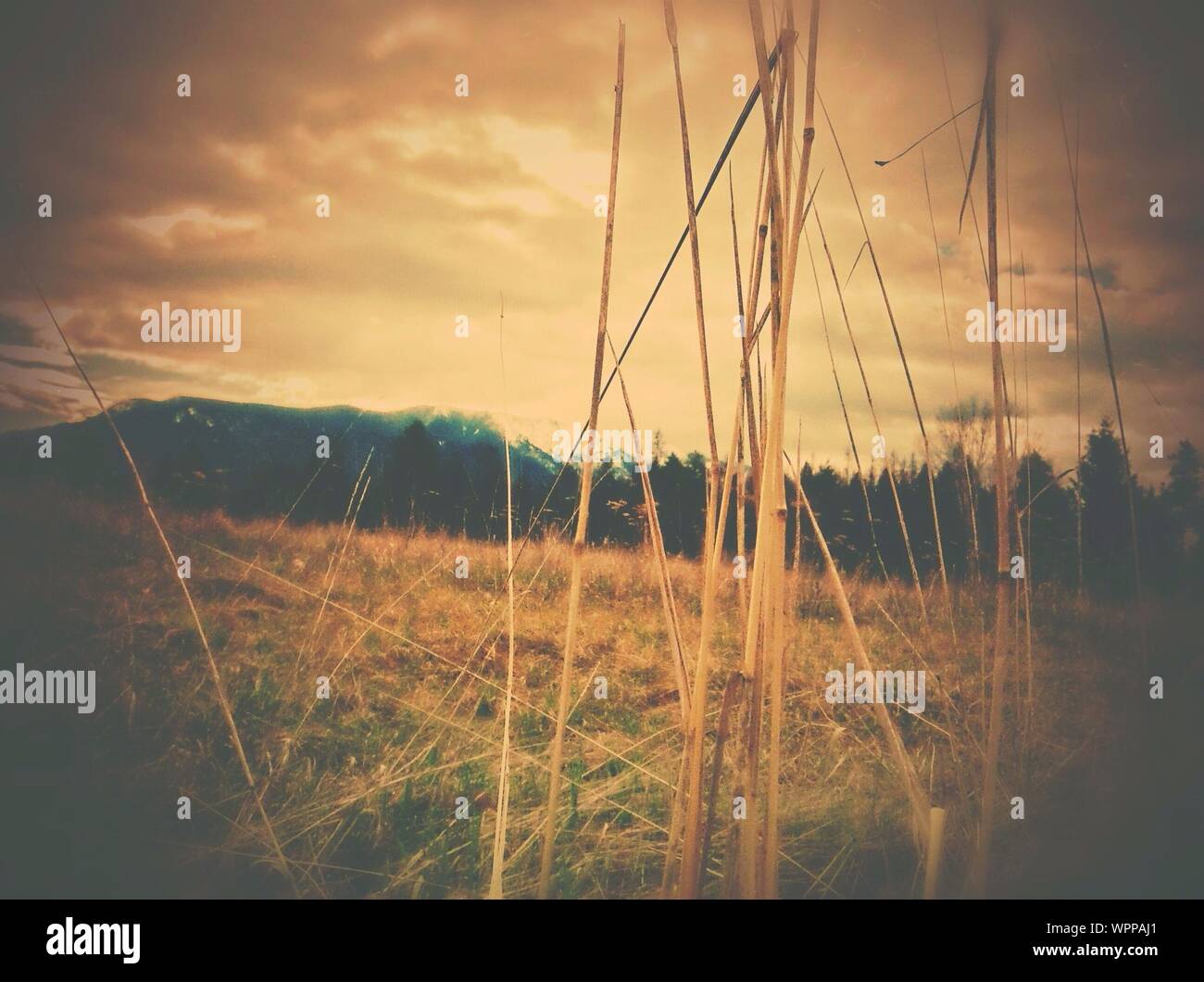Dry reed hi-res stock photography and images - Alamy