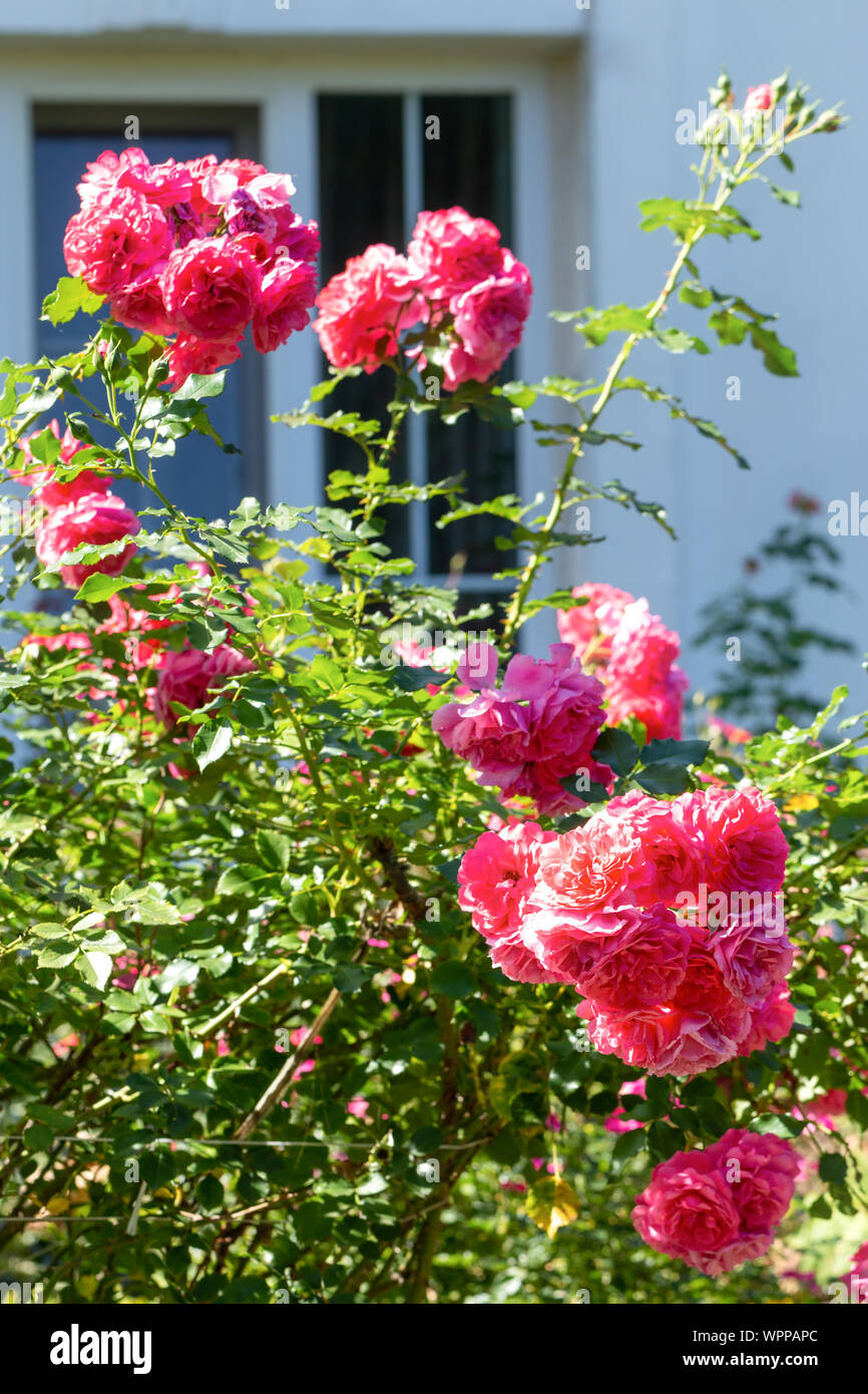 Garden rose bush on the background of a village house window Stock ...