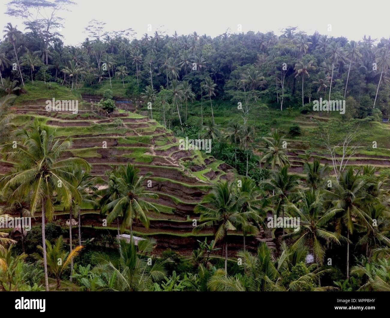 Terraces and trees hi-res stock photography and images - Alamy