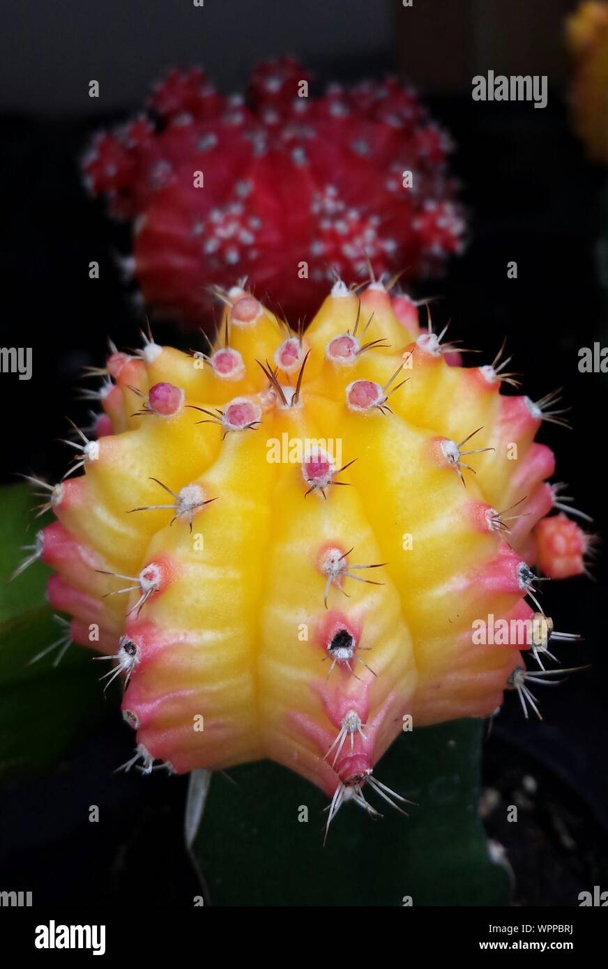 Moon cactus hi-res stock photography and images - Alamy