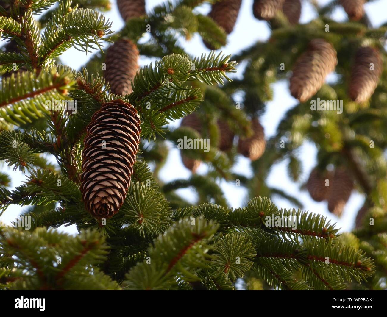 Growing pine cone hi-res stock photography and images - Alamy