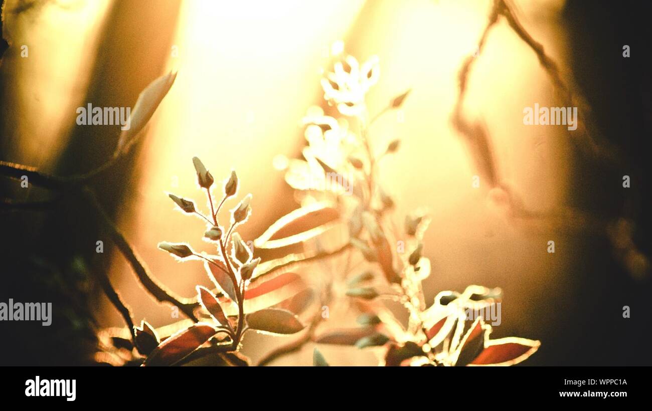 Sunlight plants hi-res stock photography and images - Alamy