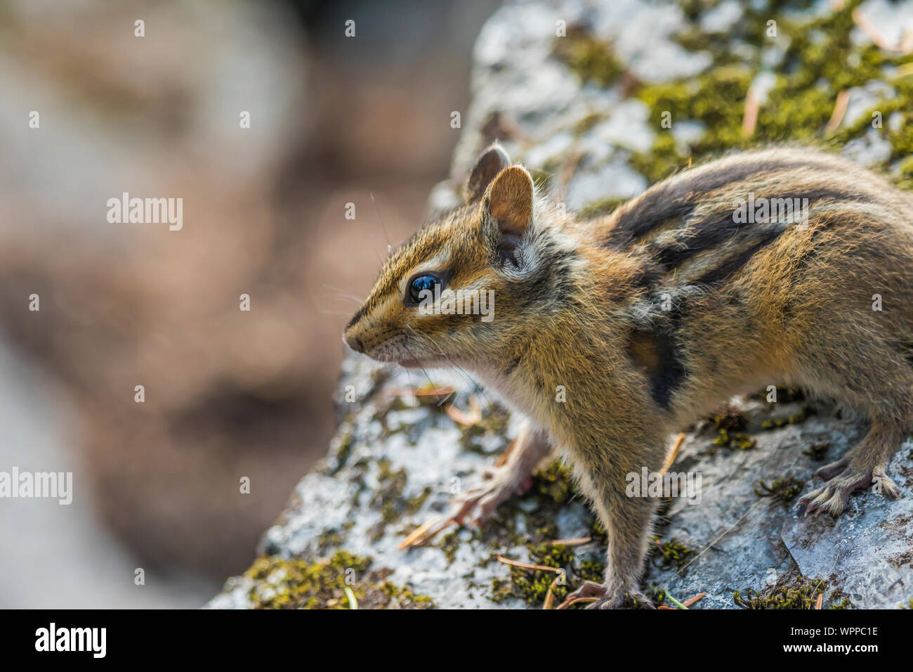 Yellow-pine Chipmunk, Neotamias amoenus, along Snow Lake Trail leading ...
