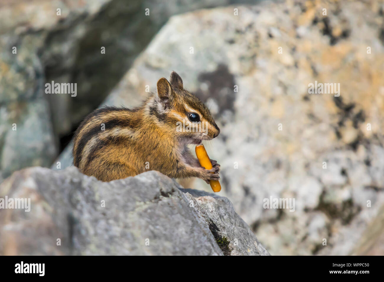 Yellow-pine Chipmunk, Neotamias amoenus, eating spilled hikers' food ...
