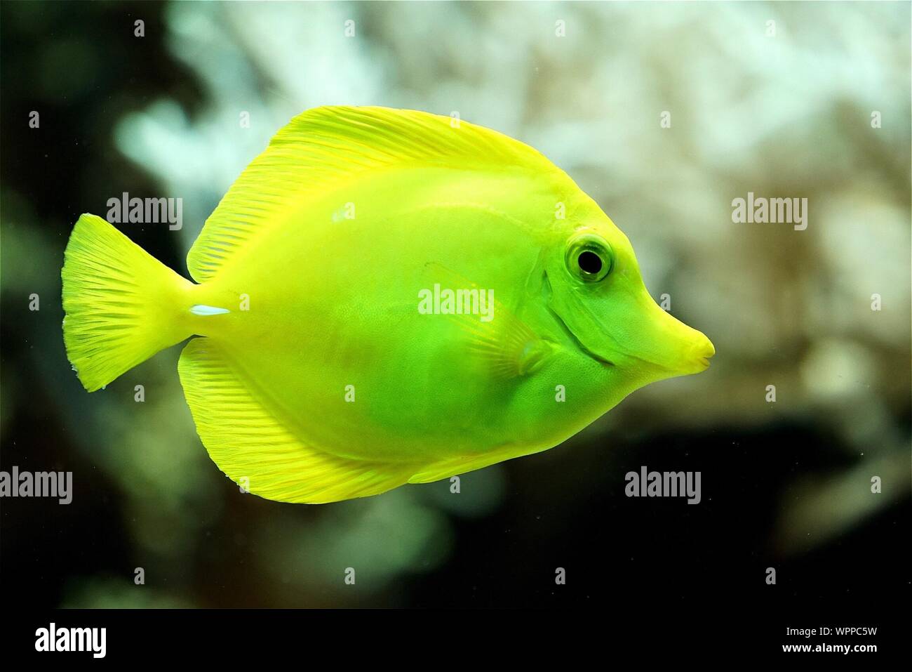 Green aquarium hi-res stock photography and images - Alamy