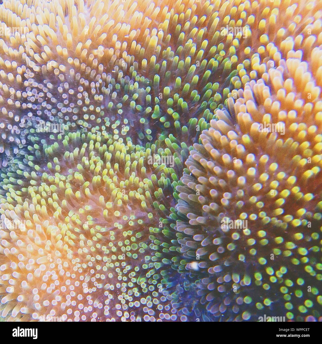 Anemone frame hi-res stock photography and images - Alamy