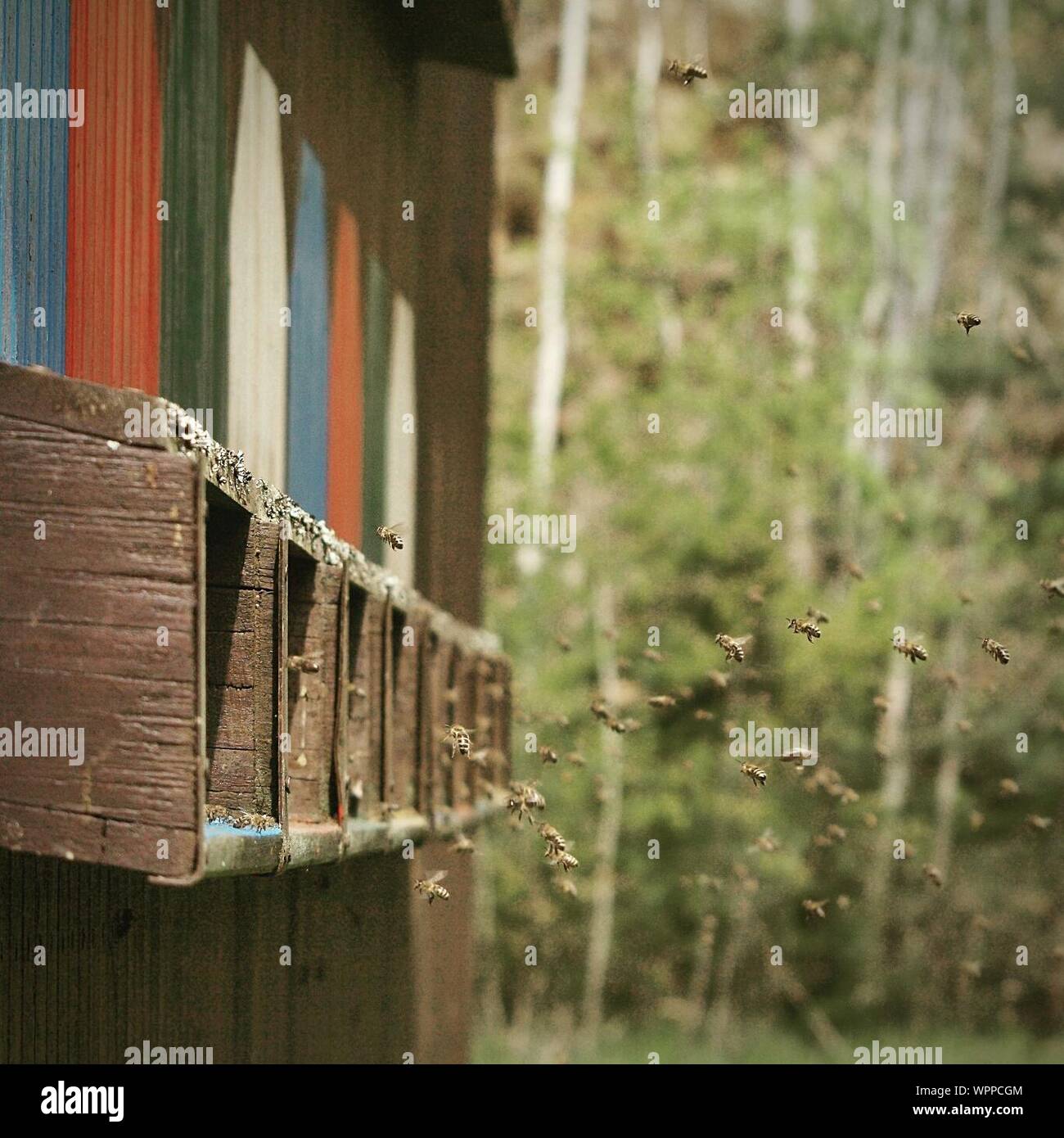 Bee house structure hi-res stock photography and images - Alamy
