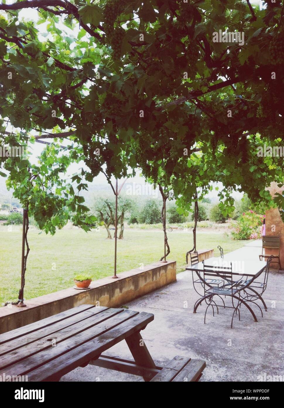 Potted grape vine hi-res stock photography and images - Alamy