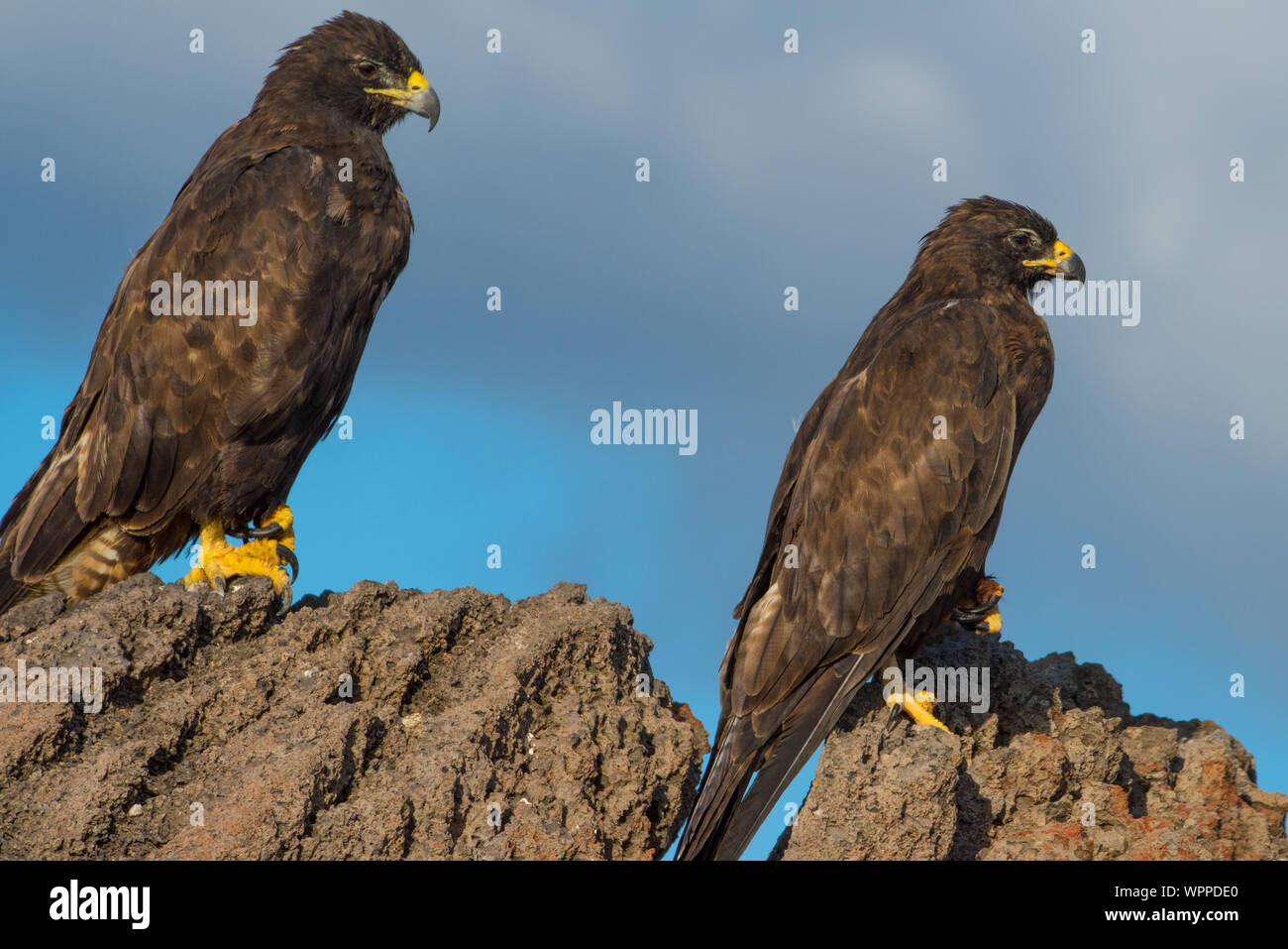 Harris hawk perching hi-res stock photography and images - Alamy
