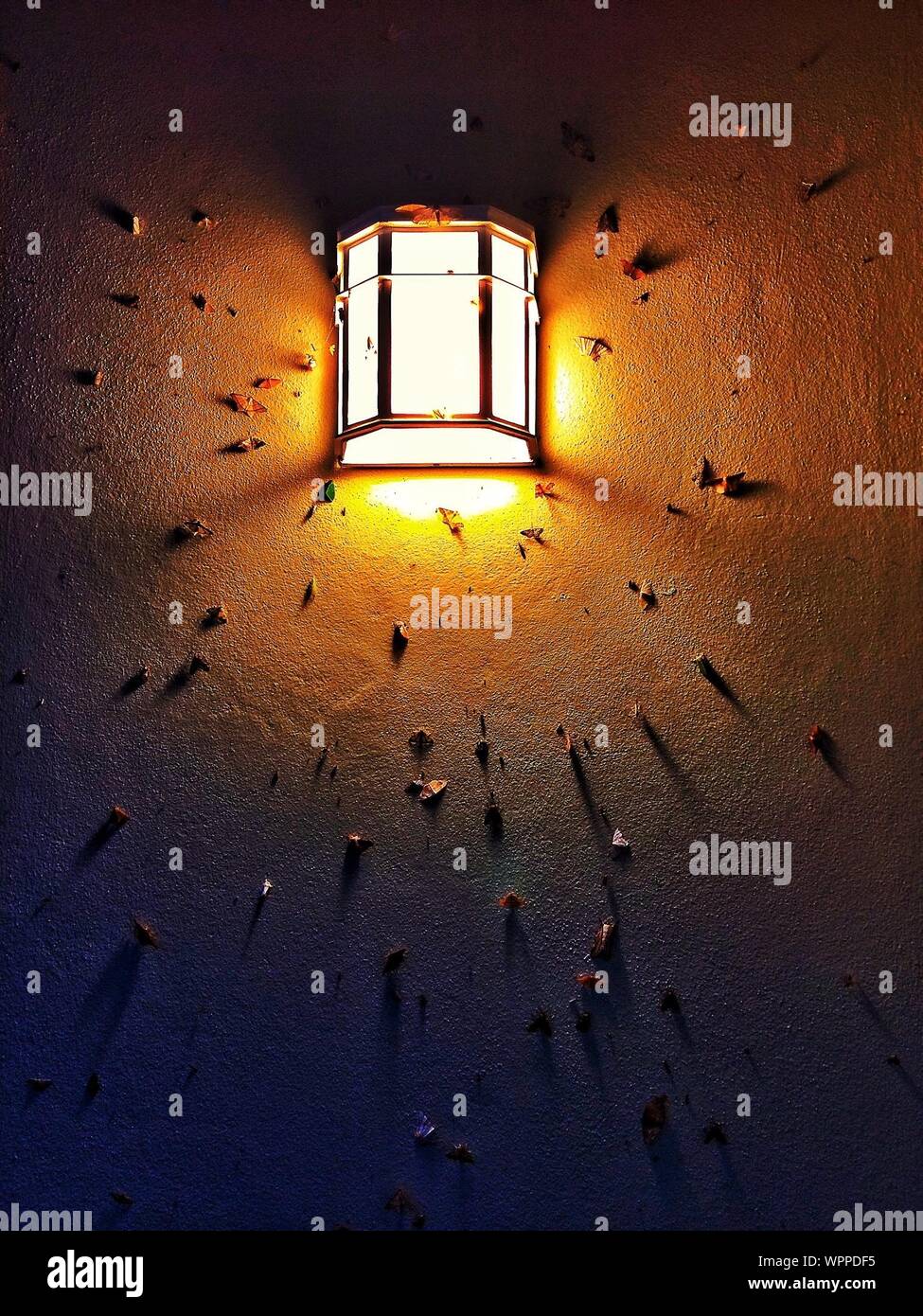 Insects that make light hi-res stock photography and images - Alamy