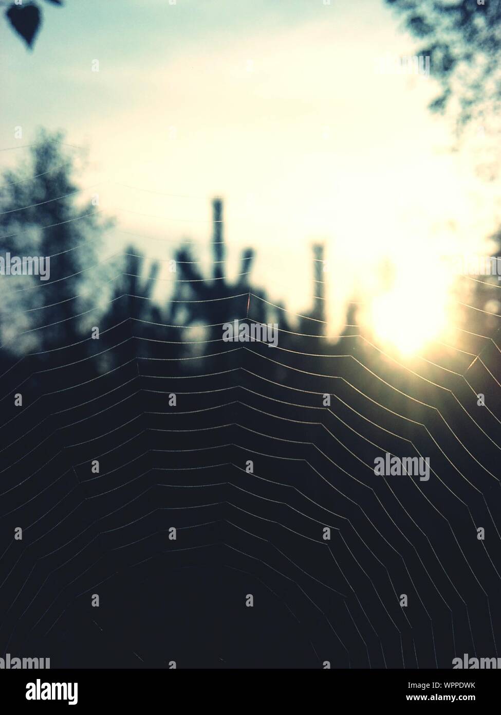 Sunlight Through Spider Web High Resolution Stock Photography and ...