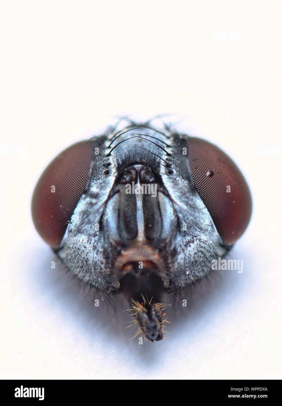 Fly head hi-res stock photography and images - Alamy