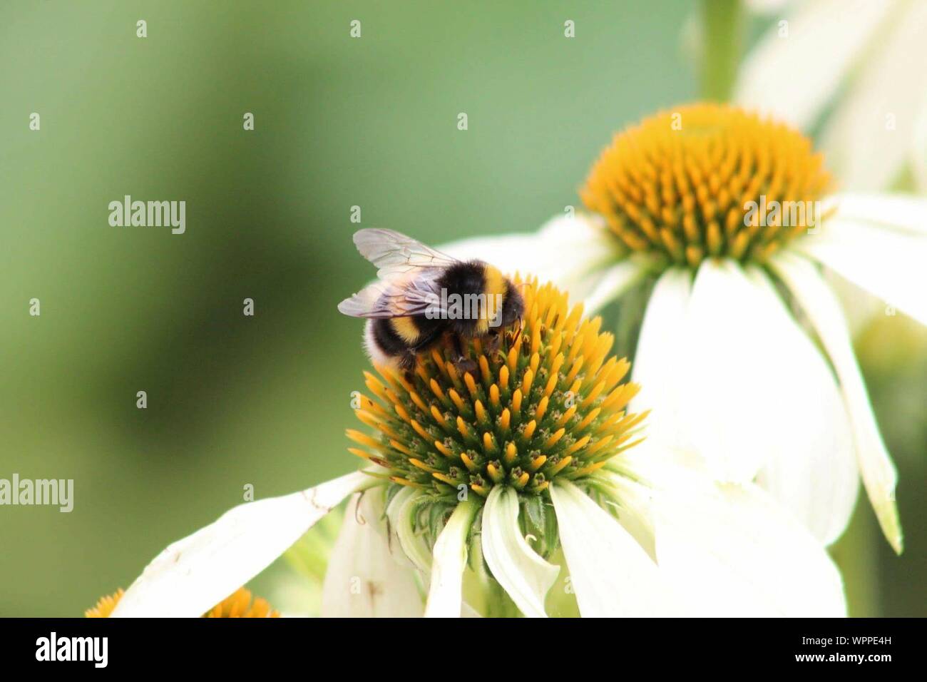 Bee side view hi-res stock photography and images - Alamy