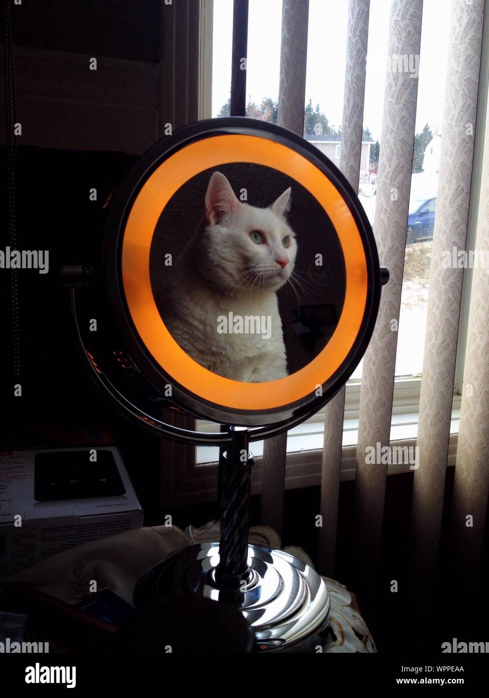 Animal reflection mirror hi-res stock photography and images - Alamy