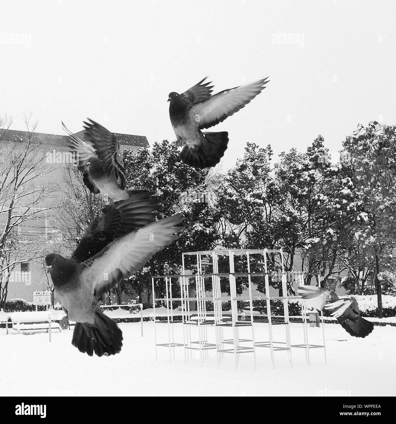Pigeon flying snow hi-res stock photography and images - Alamy