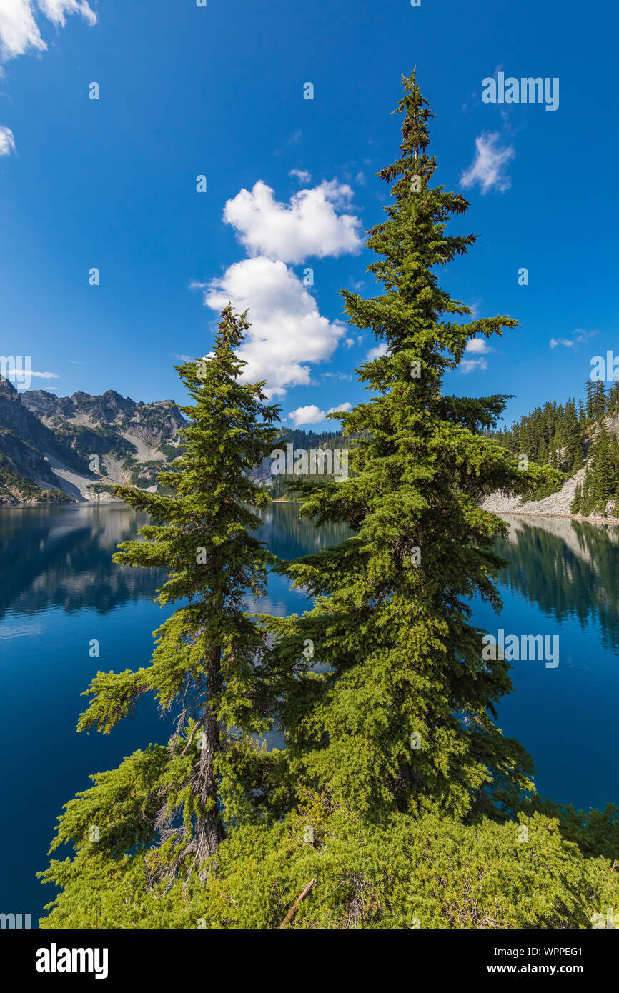 Mountain Hemlocks, Tsuga mertensiana, at edge of Snow Lake, along Snow ...