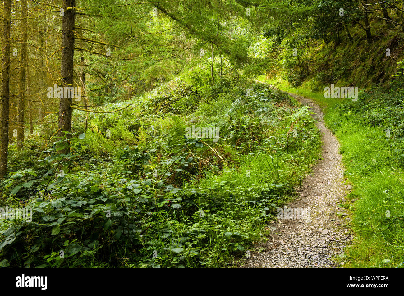 Footpath slowly winding its way through the woods to the top of Pen ...