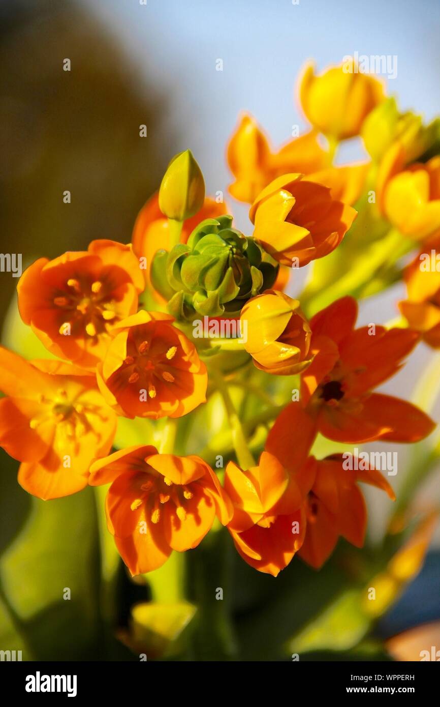 Orange freesia hi-res stock photography and images - Alamy