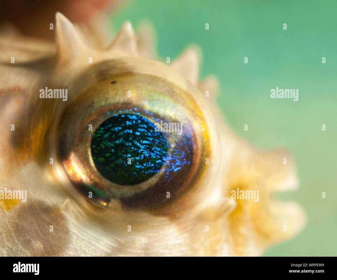 Puffer Fish Eye High Resolution Stock Photography and Images - Alamy