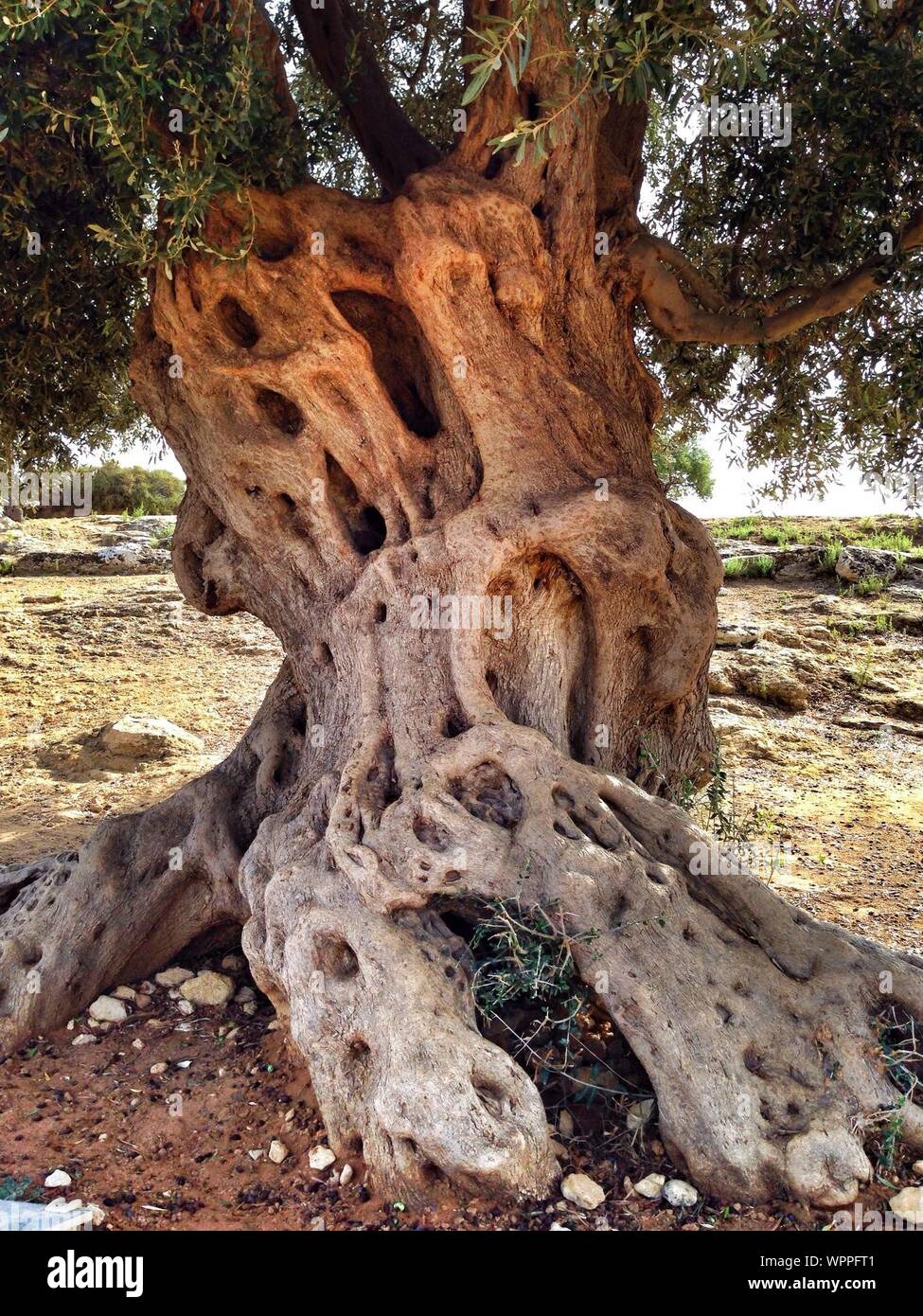 Weird pattern hi-res stock photography and images - Alamy