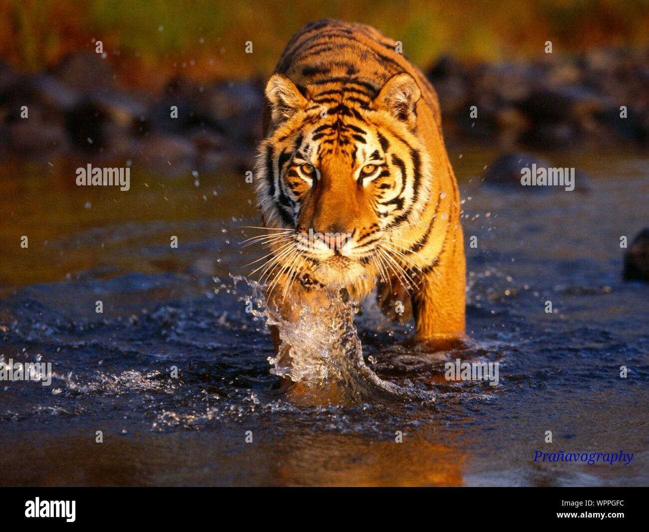 Tiger Splashing Water High Resolution Stock Photography and Images - Alamy