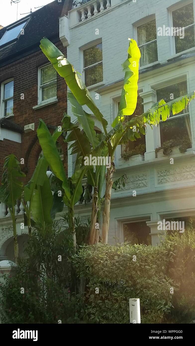 Potted Banana Plant High Resolution Stock Photography and Images - Alamy