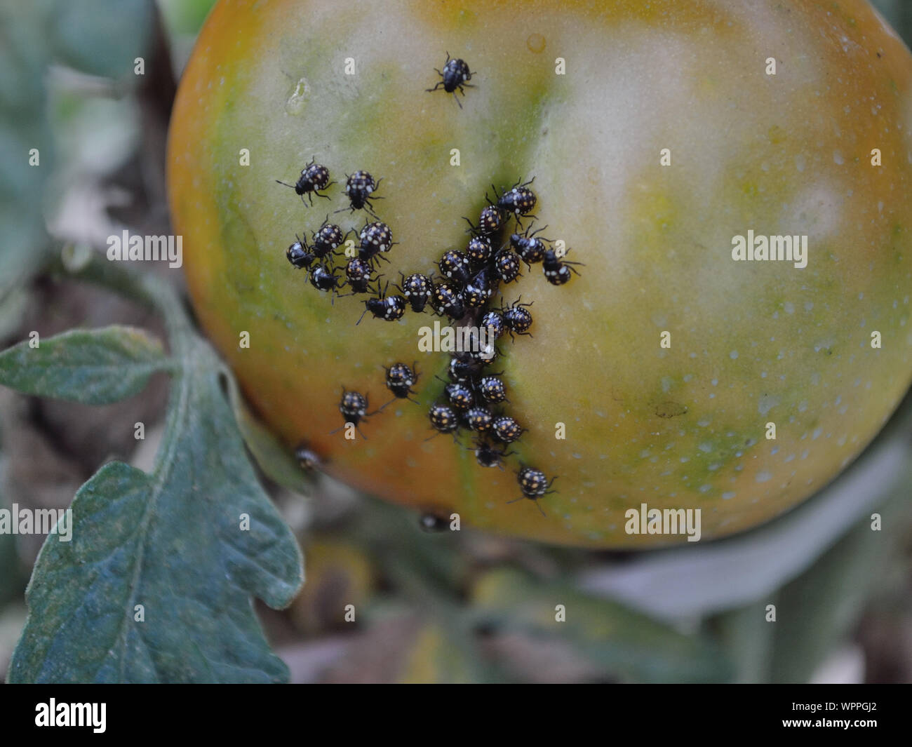 Larvae of green bugs on a tomato, Nezara viridula Stock Photo - Alamy
